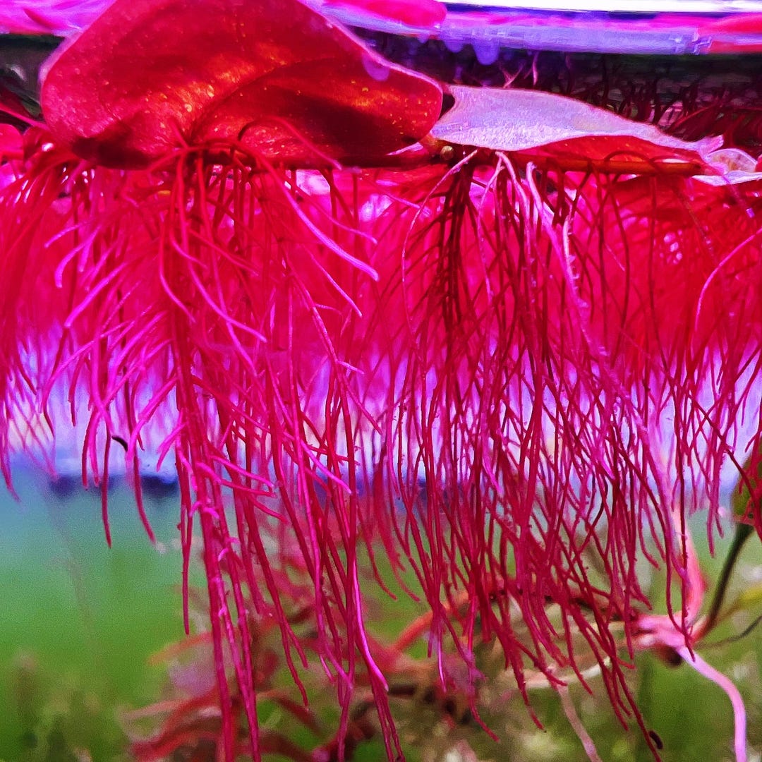 60+ Leaf Red Root Floaters Live Aquarium Plant Aquatic Plant Buy 2 Get ...