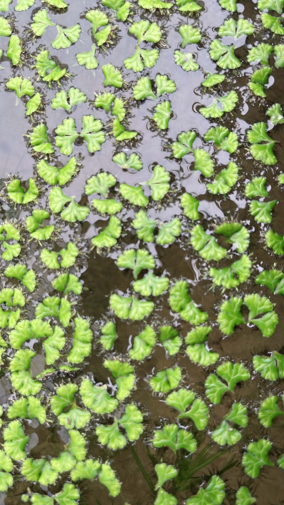 Floating Plant Combo( Duckweed, Water Spangle, Giantduckweed , Azolla ...