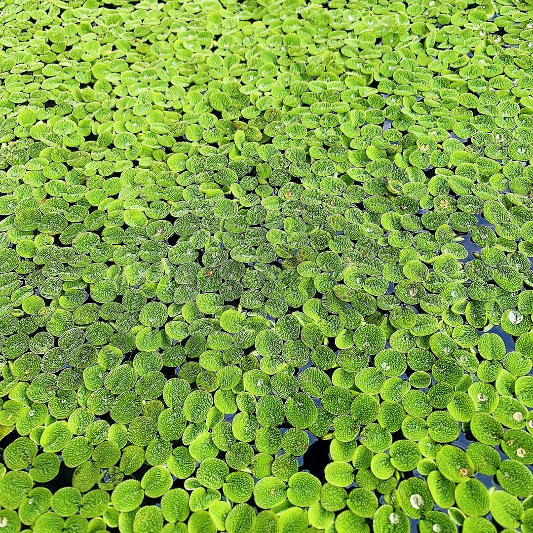 100+ Leaf Water Spangle Salvinia Minima Live Floating Aquarium Plant ...
