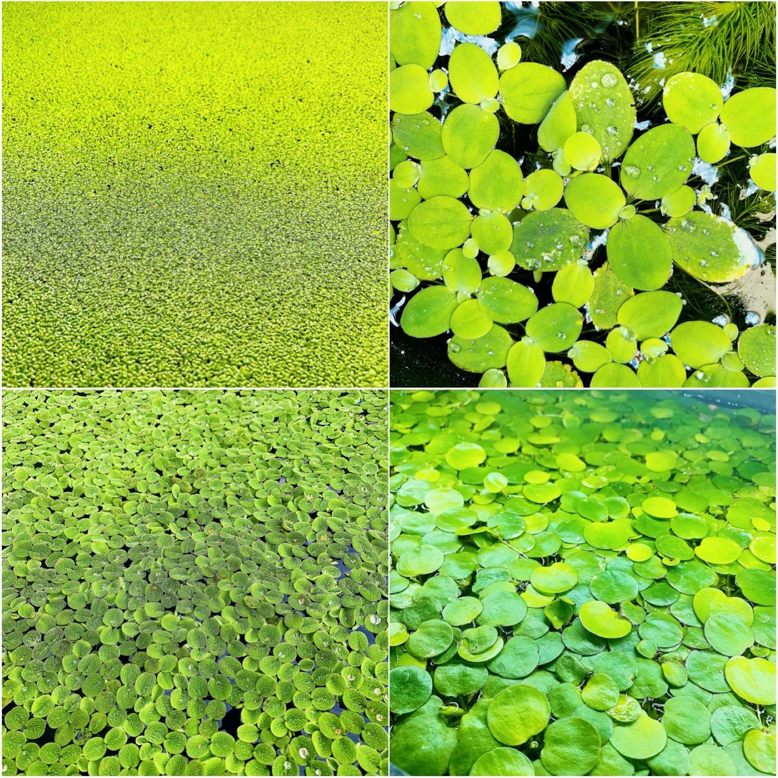 Floating Plant Combo( Duckweed, Water Spangle, Dwarf Water Lettuce ...