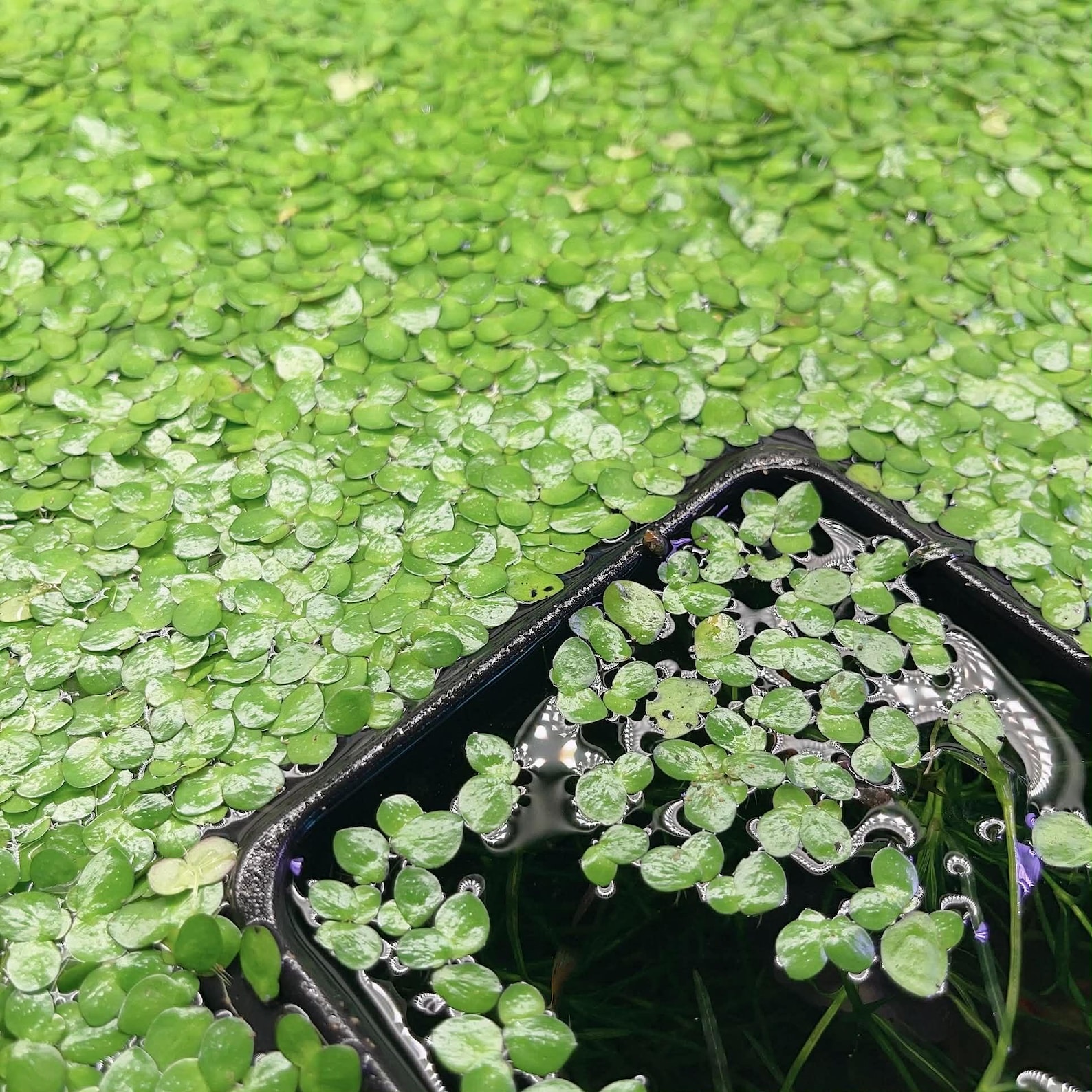 Floating Plant Combo( Duckweed, Water Spangle, Giantduckweed , Azolla ...