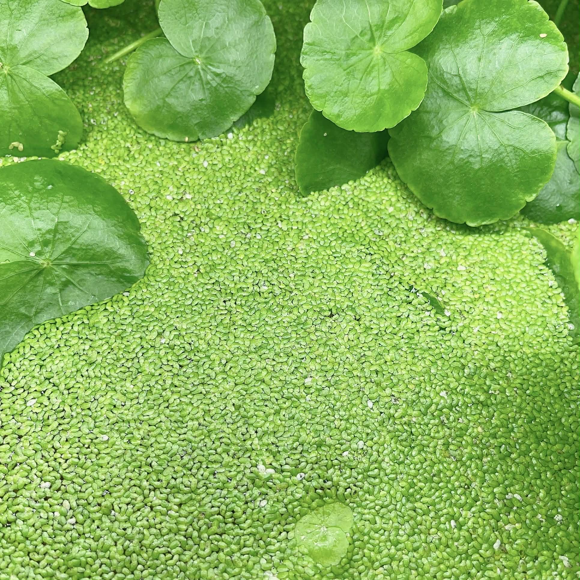 Floating Plant Combo( Duckweed, Water Spangle, Giantduckweed , Azolla ...
