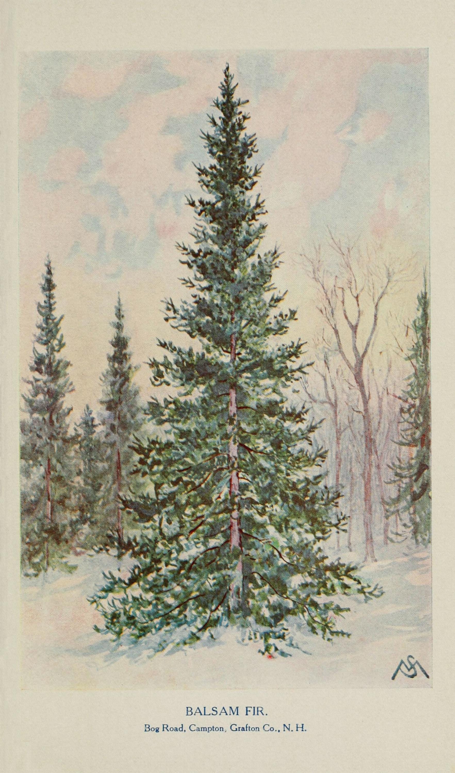 Vintage Winter Gallery Wall Art Set: Snowy Nature Prints (downloadable ...