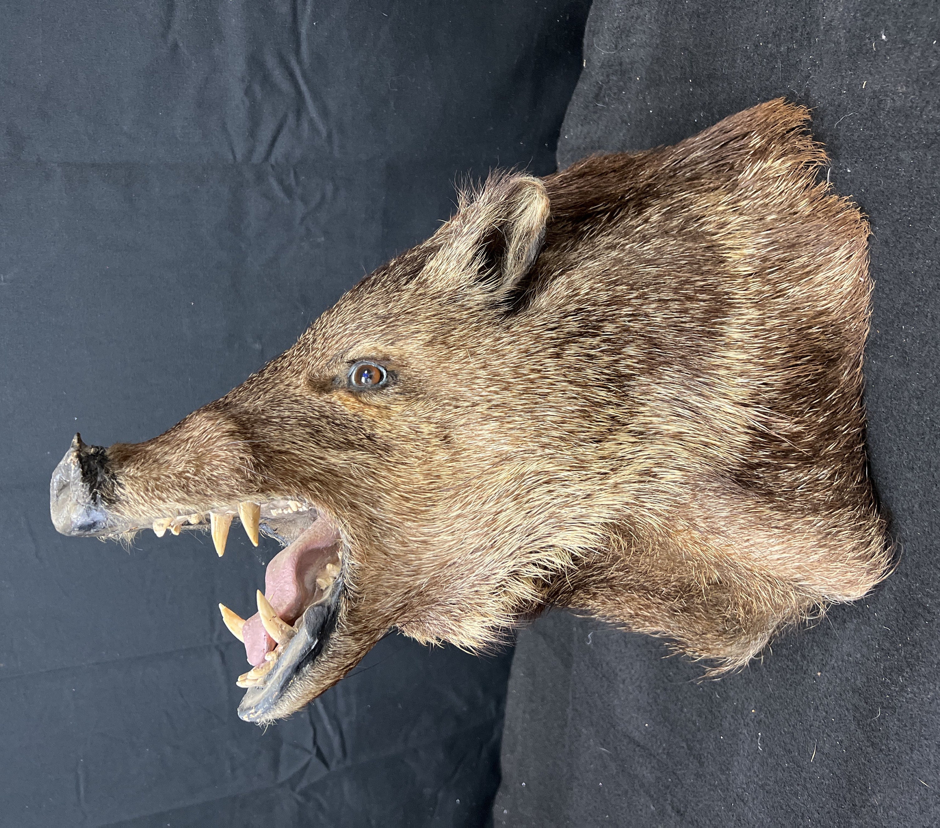 Wild Boar Head Taxidermy