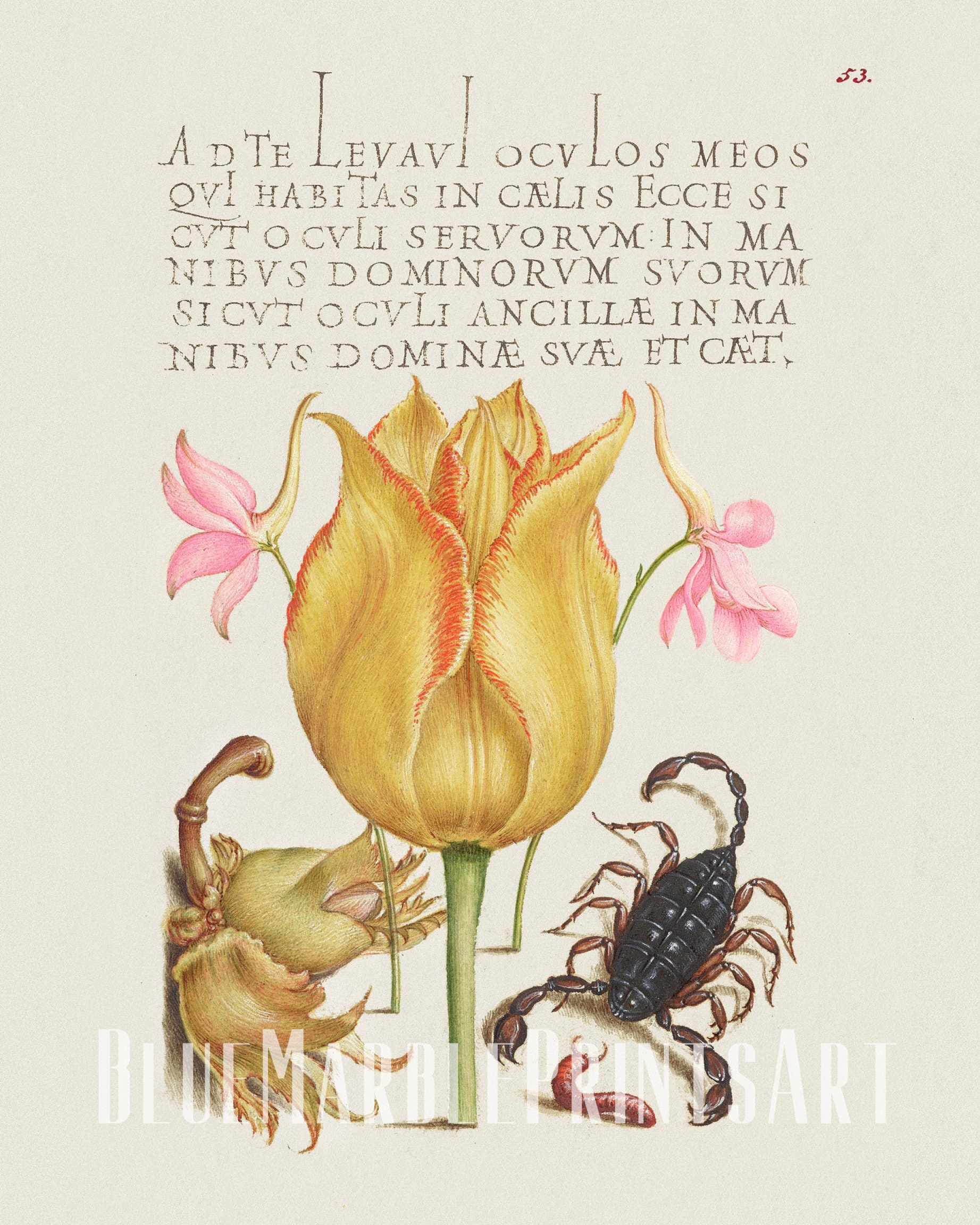 Scorpion Art Printable Scorpion Wall Art Scorpion Art - Etsy