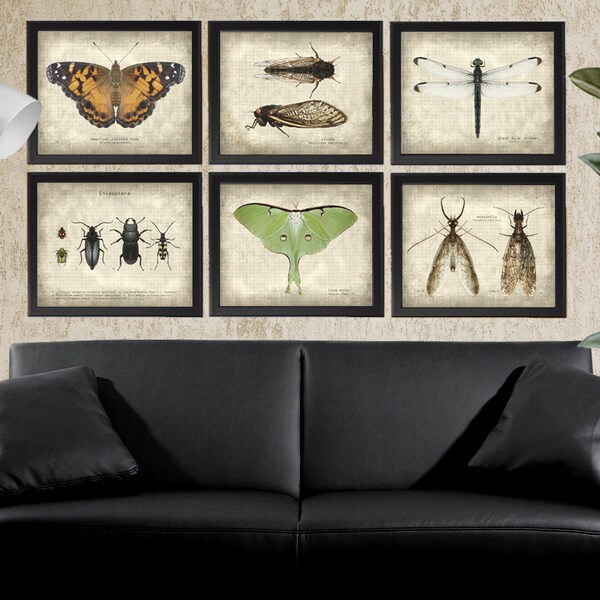 Nature Specimen - Etsy