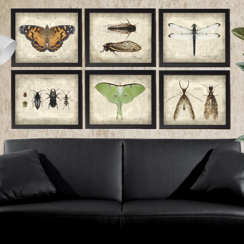 Nature Specimen - Etsy