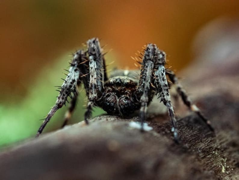 Small Brown Spider on a Stick; Original, Matted, Fine Art Photography ...