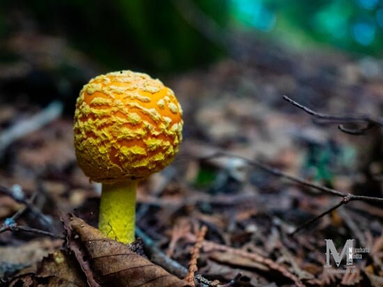 Boundary Waters Yellow Mushroom Gun Flint Trail, Minnesota Original ...