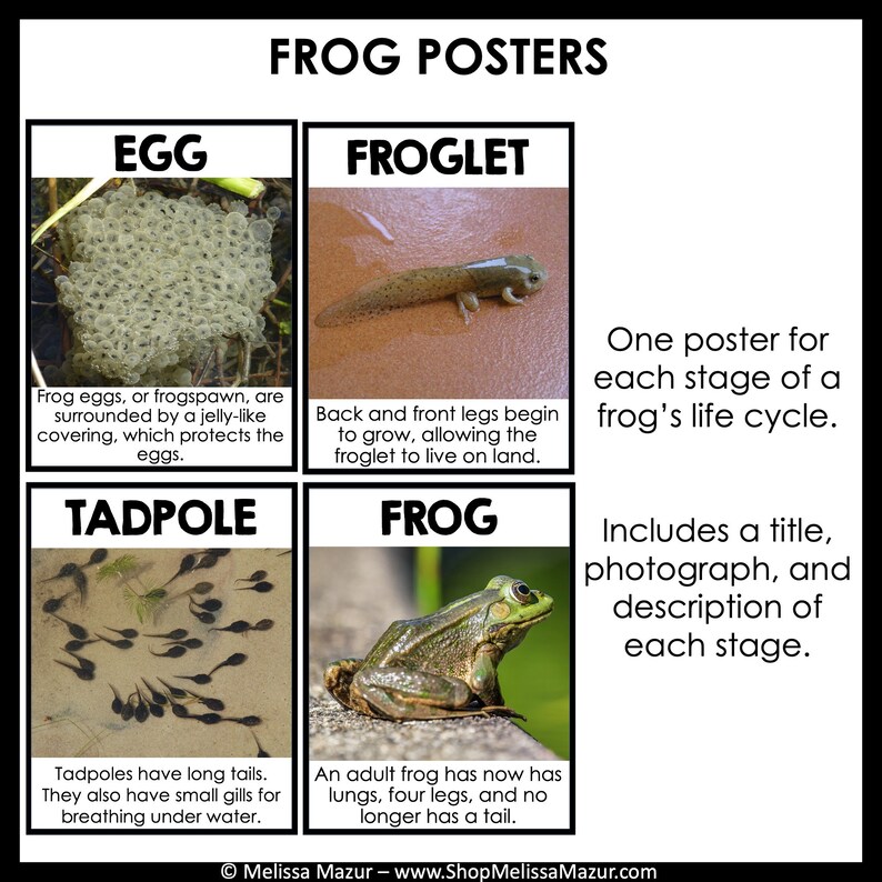 Frog Life Cycle Science Unit | Science Reading Passages, Lapbook, and ...