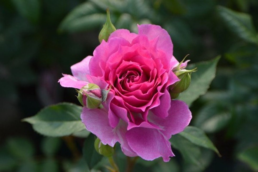 Japanese Rose sheherazad シェエラザード 天方夜譚 by 木村卓功 Live Plant - Etsy