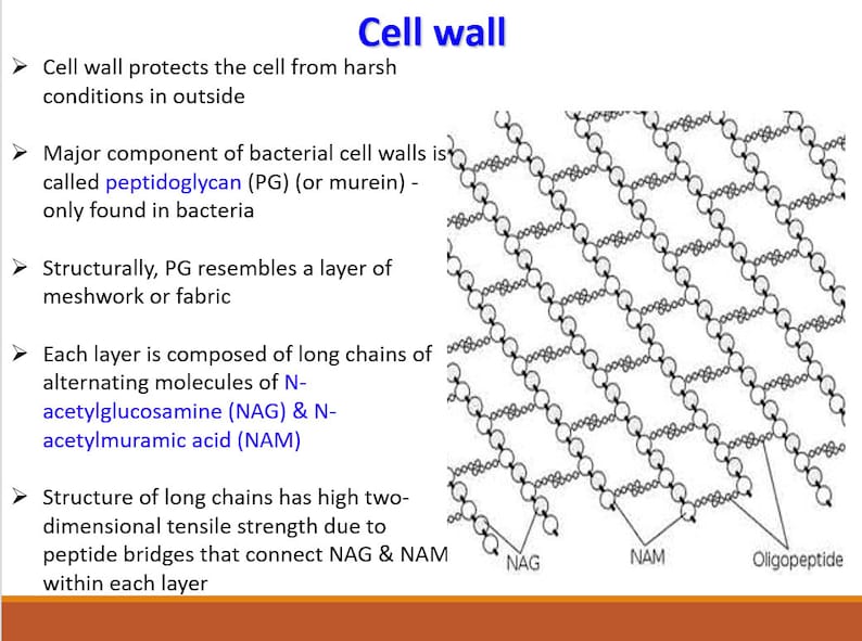 Microbiology Bacteria Notes Etsy