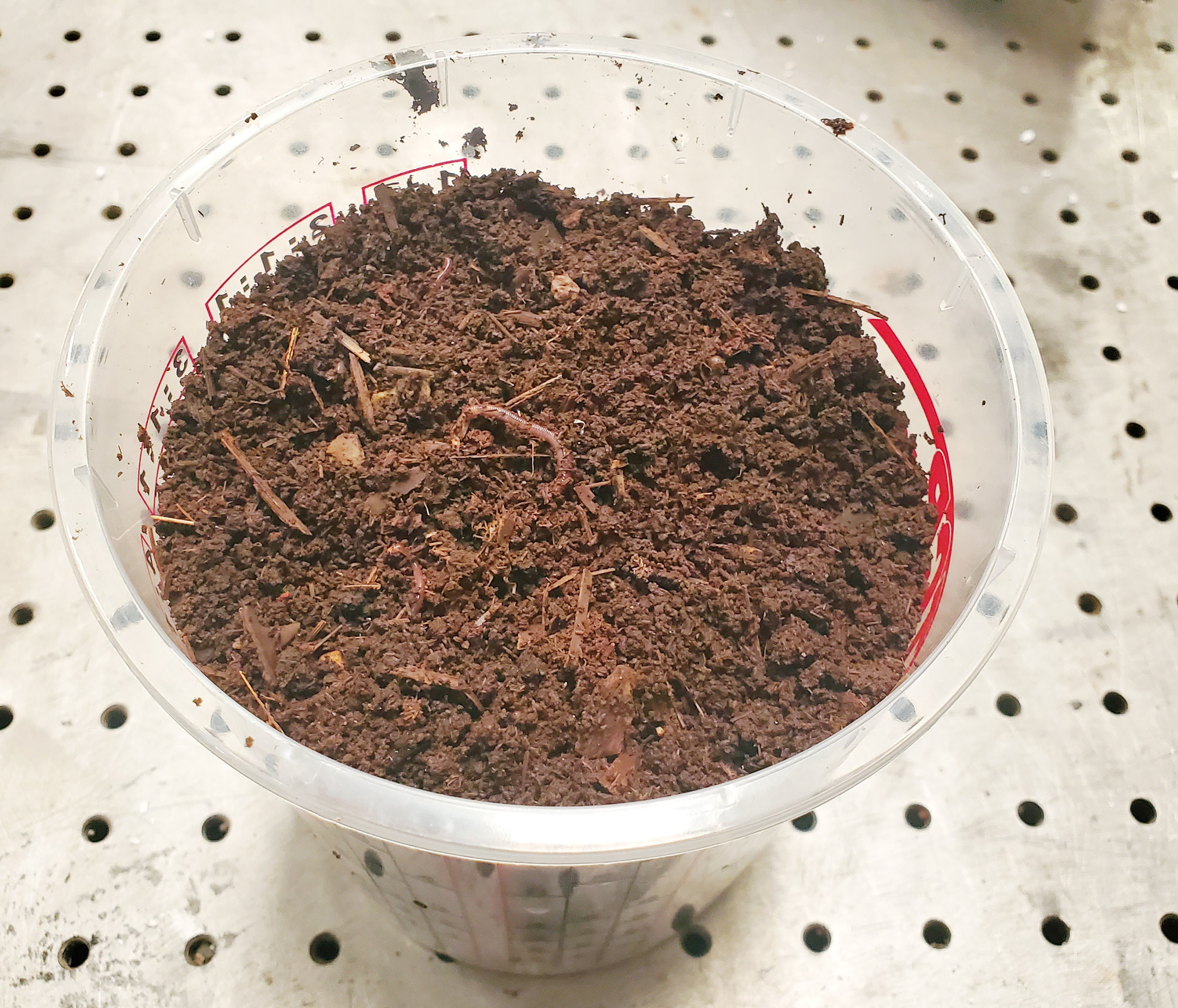 Fungal Dominant Compost Made in Johnson-su Bioreactor Concentrated Worm ...