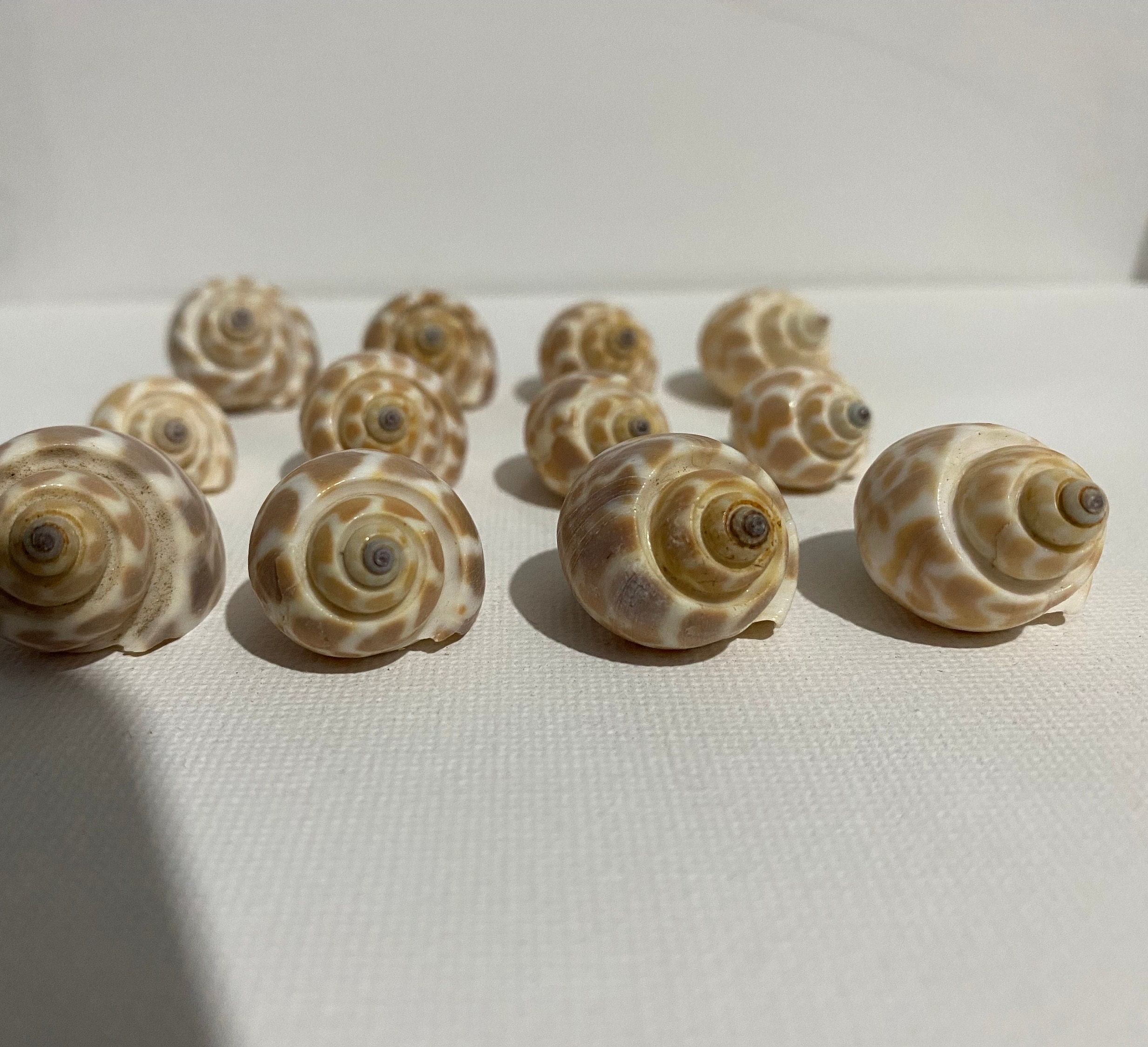Spiral Babylon Seashells Art and Craft's Seashell - Etsy