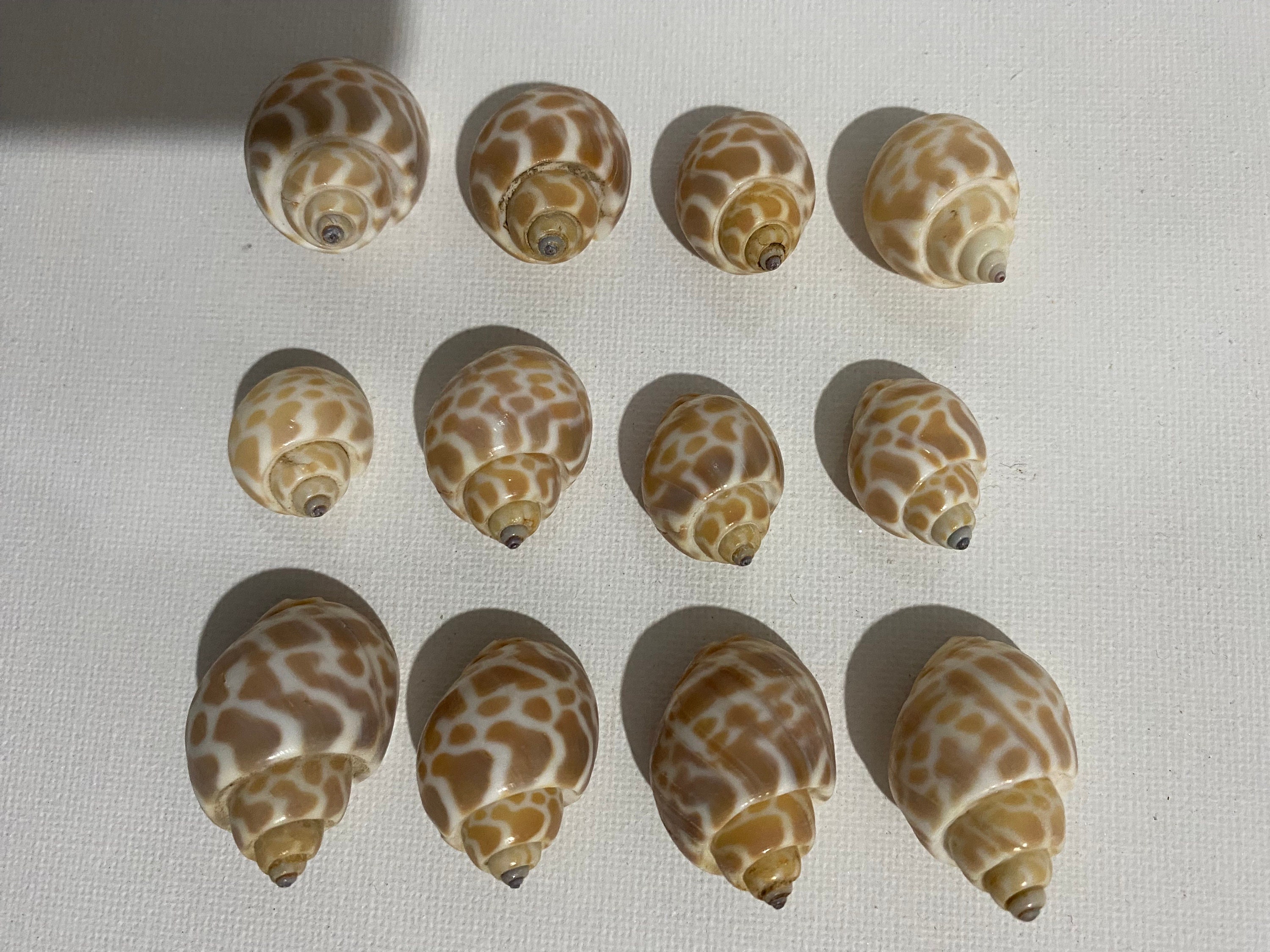 Spiral Babylon Seashells, Art and Craft's Seashell, Babylonia Spirata ...