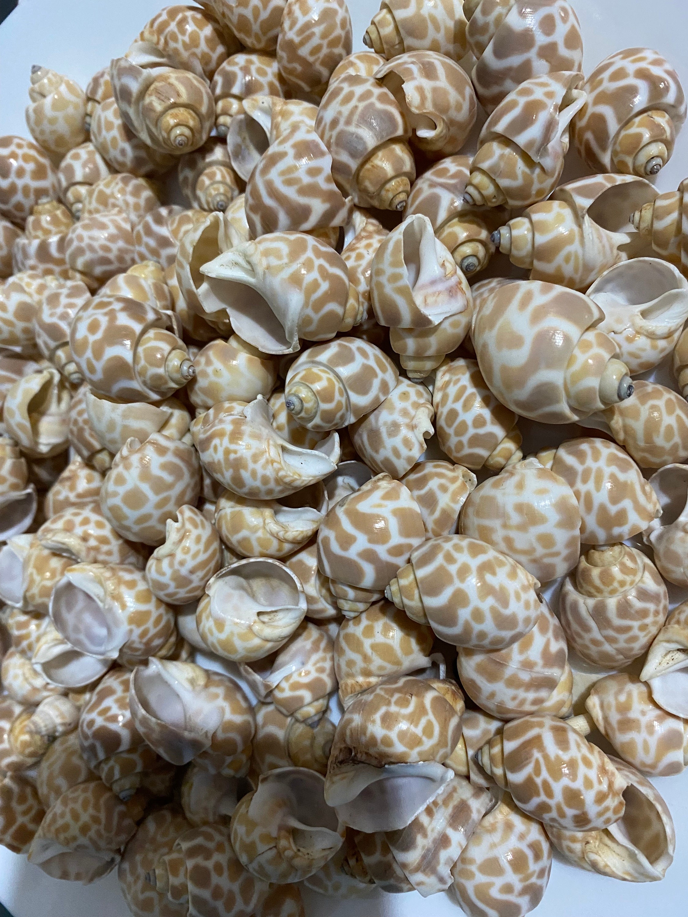 Spiral Babylon Seashells Art and Craft's Seashell - Etsy