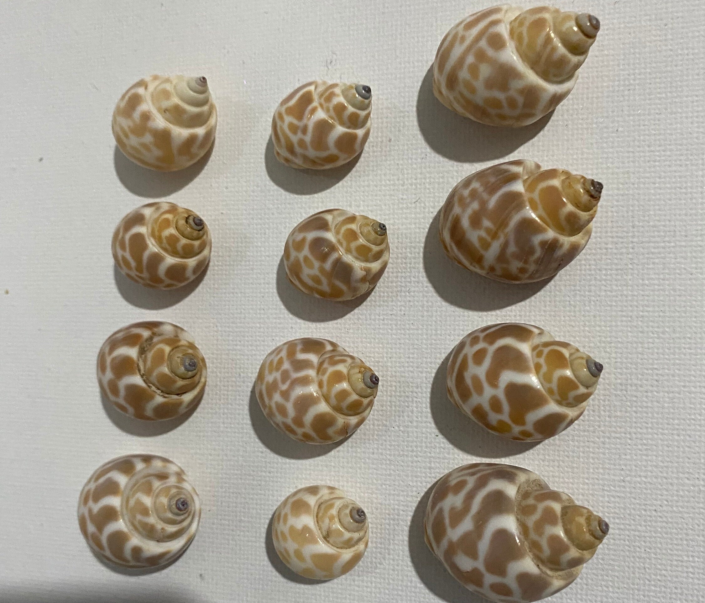 Spiral Babylon Seashells Art and Craft's Seashell - Etsy