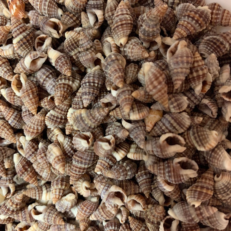 Conch Seashell - Etsy