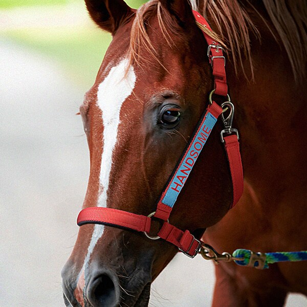 Custom Horse Halter - Etsy