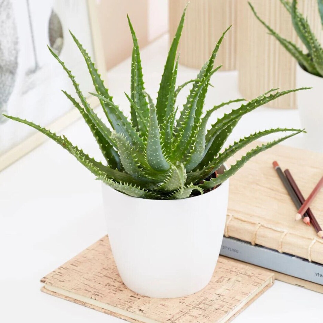 Aloe Vera Plant Arborescen 12cm Pot 30cm Height Compact Star Delivered ...