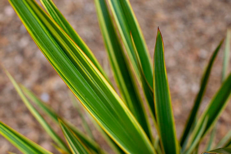 Phormium golden Ray Grass 3litre Pot Tropical Yellow Leaves - Etsy UK