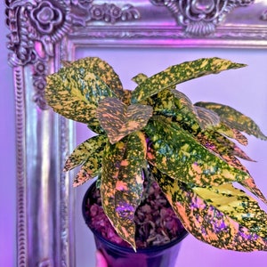 Aucuba Japonica Marmorata Spotted Laurel XXL 3lt Pot Shrub Plant to ...