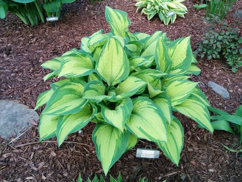 Hosta Giant fortunei Albopicta XXL 3 Litre Pot Tropical - Etsy UK