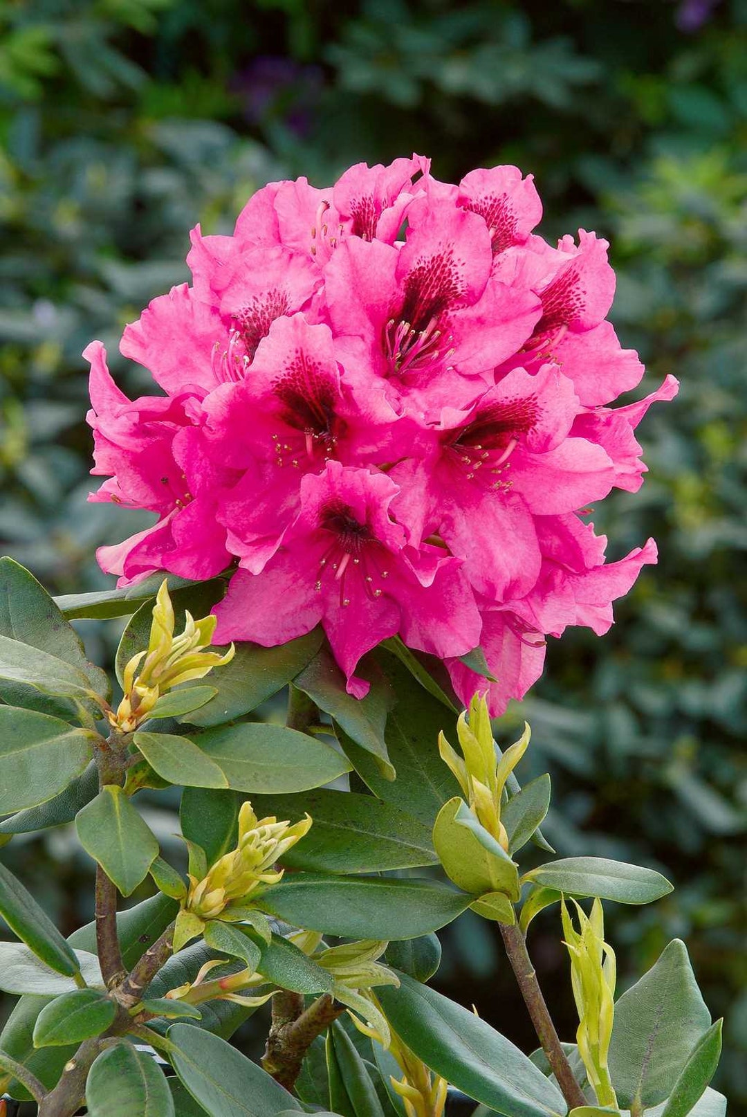 Rhododendron rocket XXXL Deluxe Plant 6L Pot Very Large Plant to Your ...