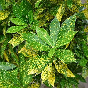 Aucuba Japonica Marmorata Spotted Laurel XXL 3lt Pot Shrub Plant to ...