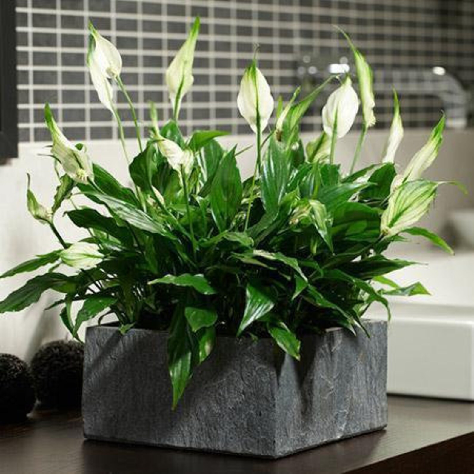 Peace Lily Large Plant 40cm Tall in Pot. Air Purifying - Etsy UK
