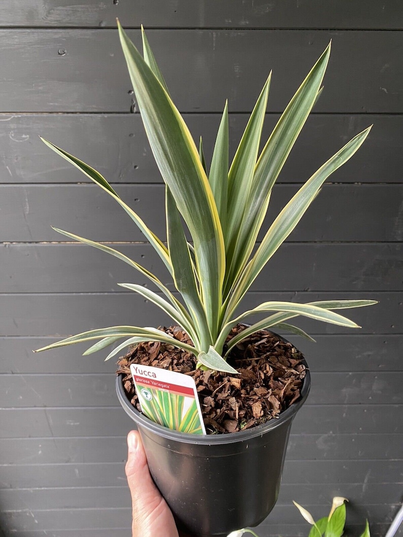 Yucca Gloriosa Variegated Tropical Evergreen 3litre Pot Plants - Etsy UK