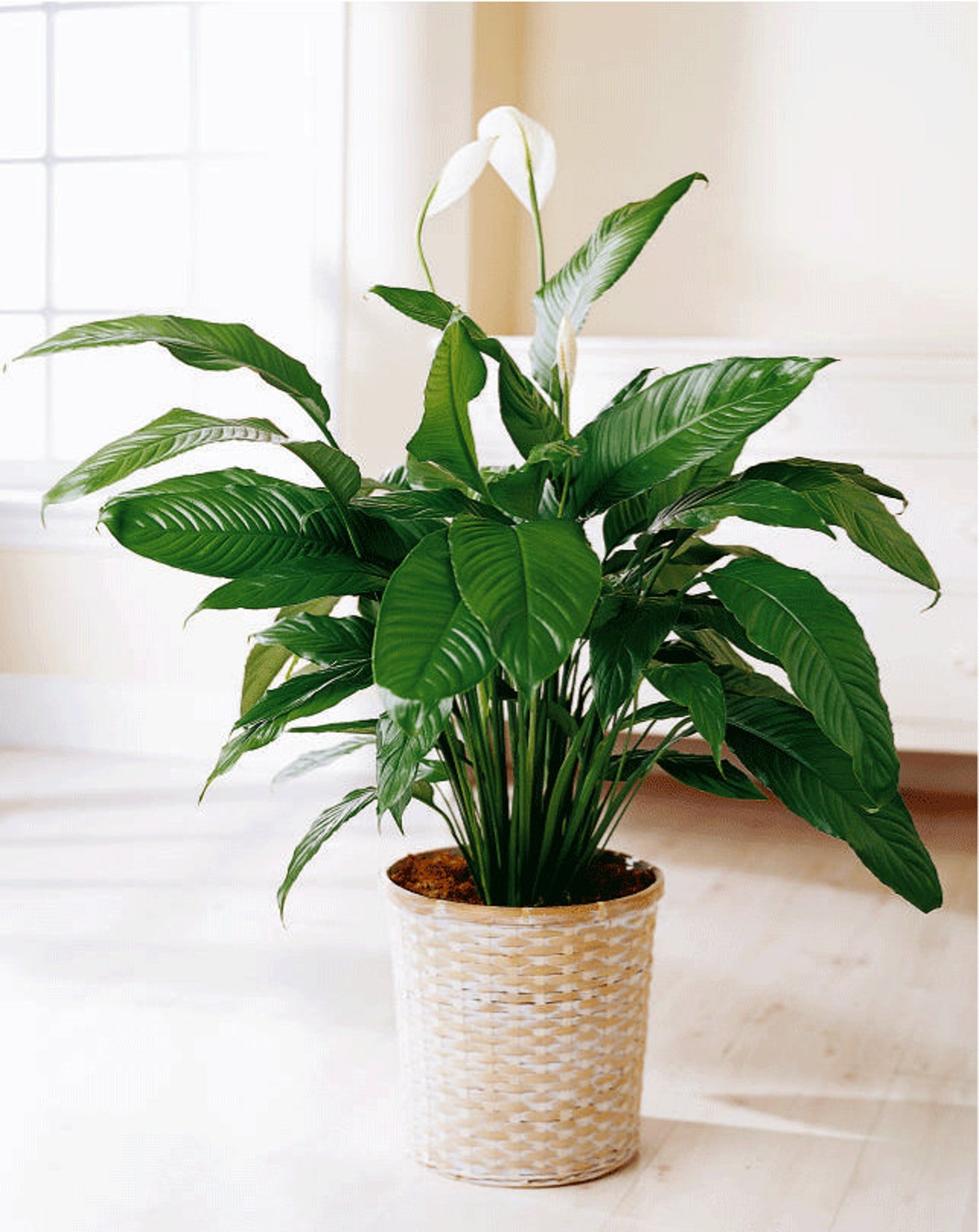 Peace Lily Large Plant 40cm Tall in Pot. Air Purifying - Etsy UK