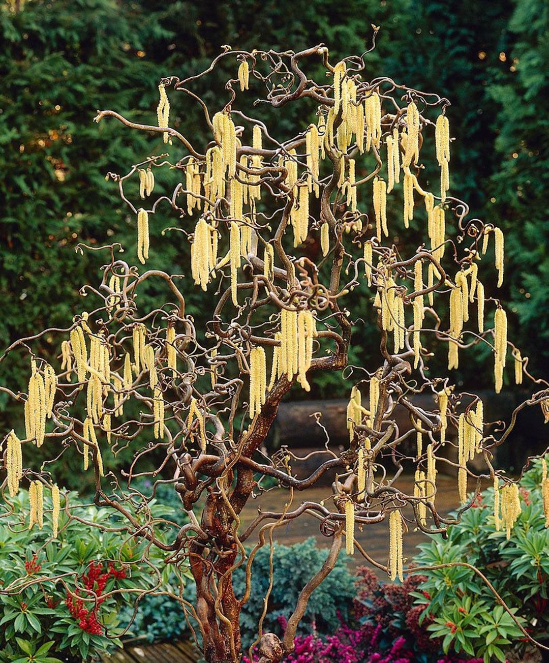 Twisted Hazel Tree Corylus Avellana Contor XXXL 3 Litre Pot 40cm Plants ...