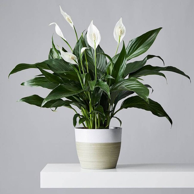 Peace Lily Large Plant 40cm Tall in Pot. Air Purifying - Etsy UK