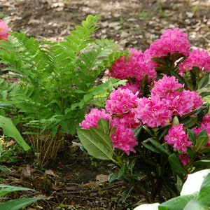 Rhododendron rocket XXXL Deluxe Plant 6L Pot Very Large Plant to Your ...