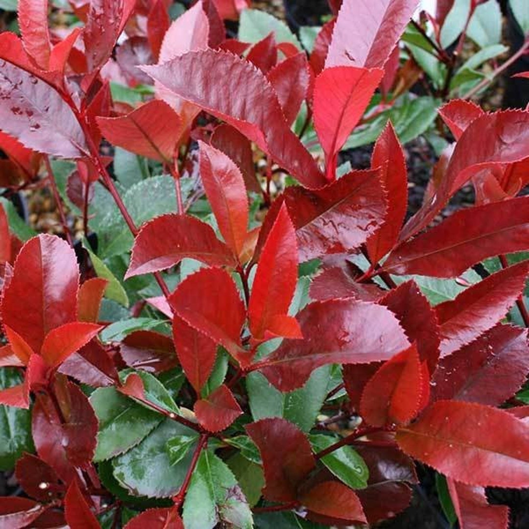 Little Red Robin Photinia Fraseri 3lt Pot Evergreen Shrub Plants to ...