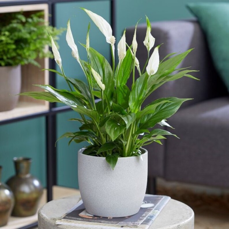 Peace Lily Large Plant 40cm Tall in Pot. Air Purifying - Etsy UK