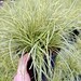 Carex Oshimensis Evergold Grass XXXL 3lt Pot Evergreen Plant to Your ...