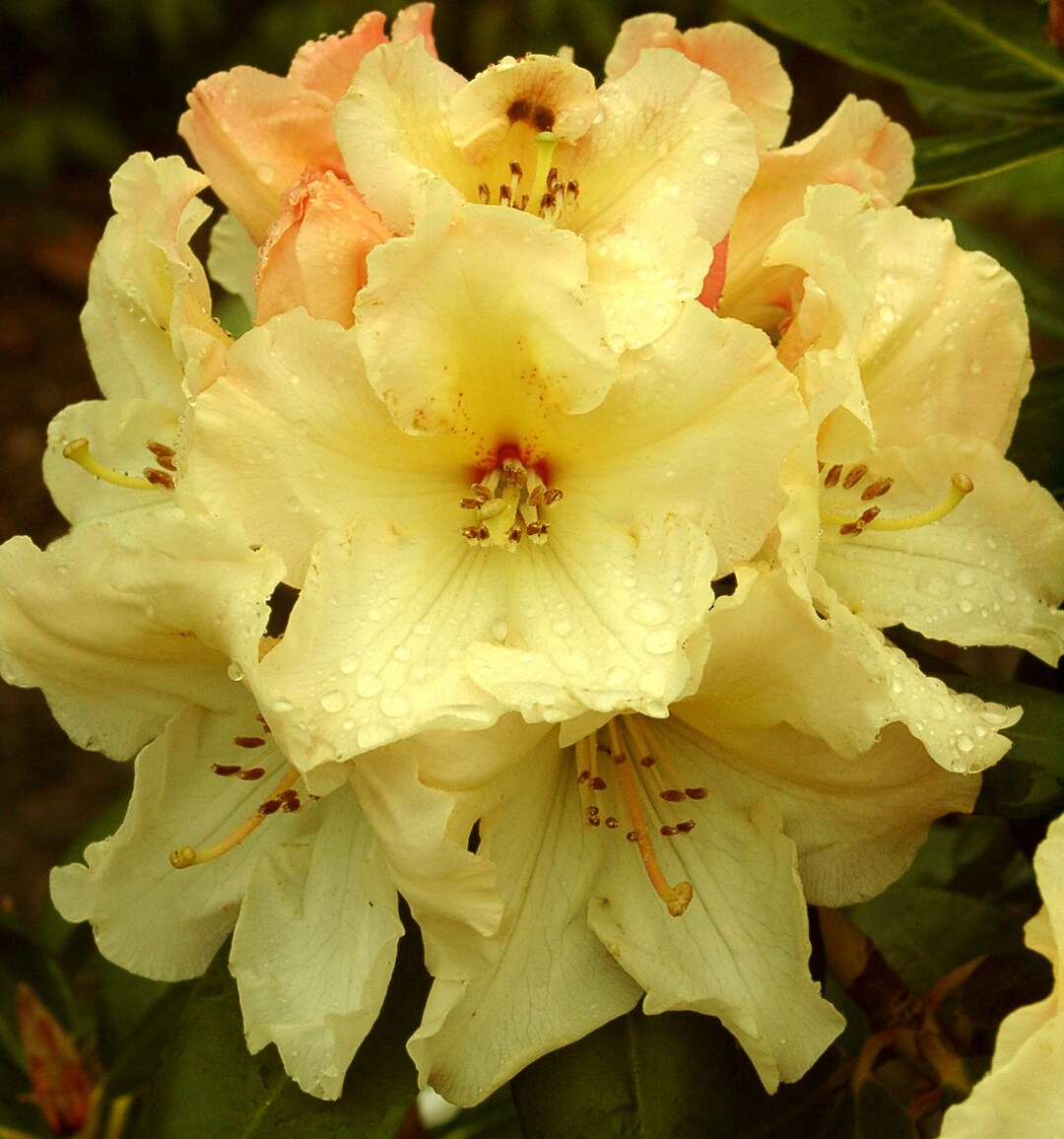 Rhododendron Yellow XXL Deluxe Plant 6L Pot Very Large Plant to Your ...