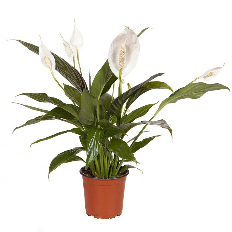 Peace Lily Large Plant 40cm Tall in Pot. Air Purifying - Etsy UK