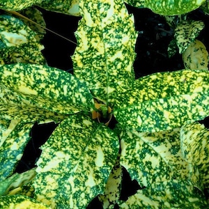 Aucuba Japonica Marmorata Spotted Laurel XXL 3lt Pot Shrub Plant to ...