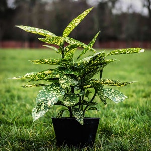 Aucuba Japonica Marmorata Spotted Laurel XXL 3lt Pot Shrub Plant to ...