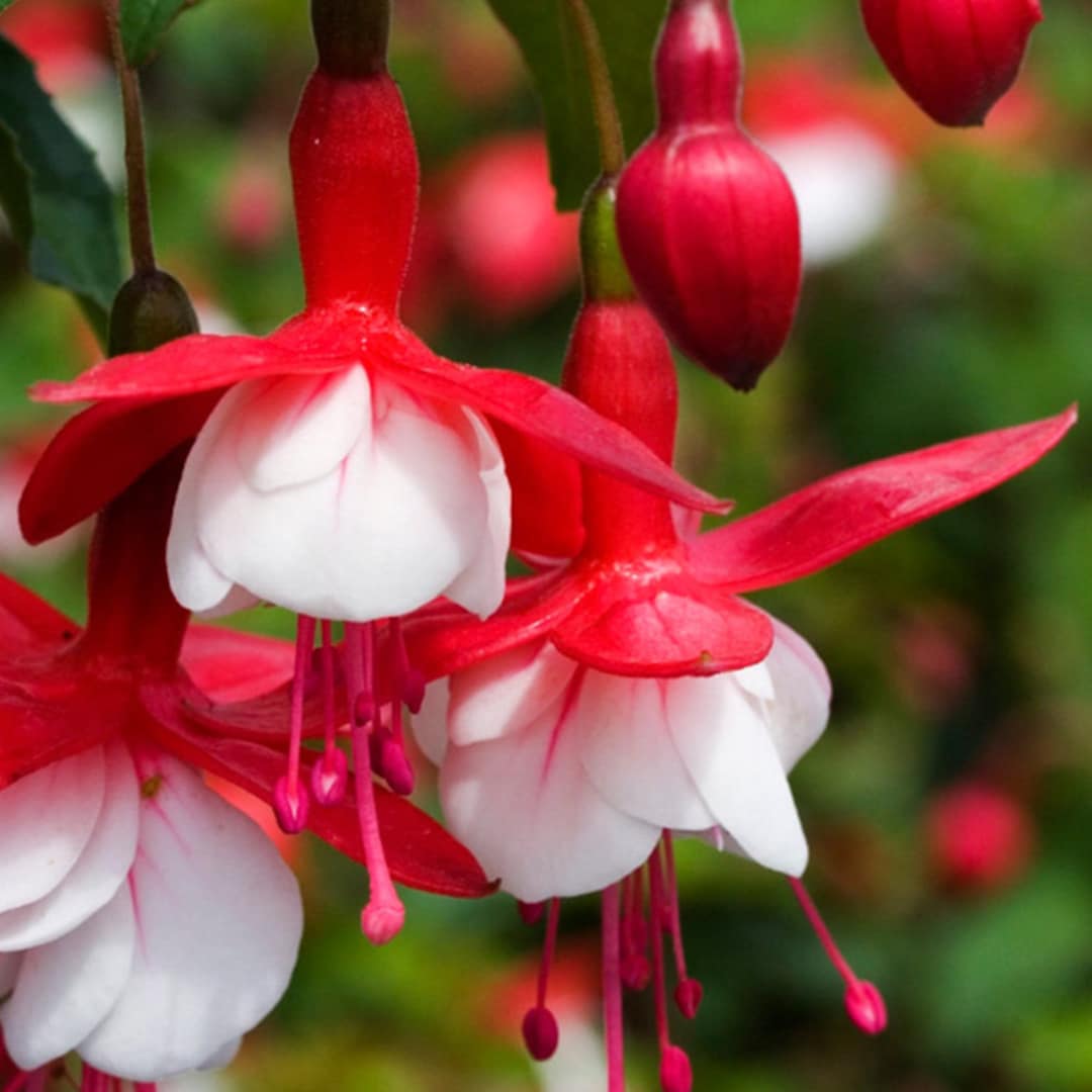 Fuchsia Snowcap 3lt Pot Flowering Hardy Perennial Plants to Your Door ...