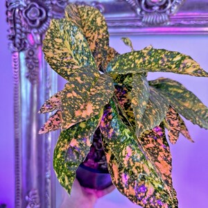 Aucuba Japonica Marmorata Spotted Laurel XXL 3lt Pot Shrub Plant to ...