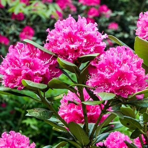 Rhododendron rocket XXXL Deluxe Plant 6L Pot Very Large Plant to Your ...
