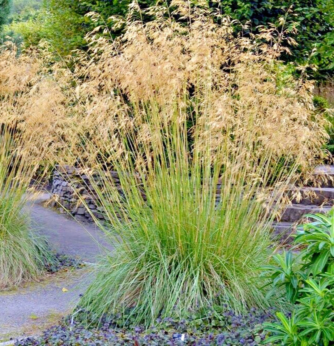 Stipa Gigantea Giant Golden Oat Feather Grass XXL 3L Pot Plant to Your ...
