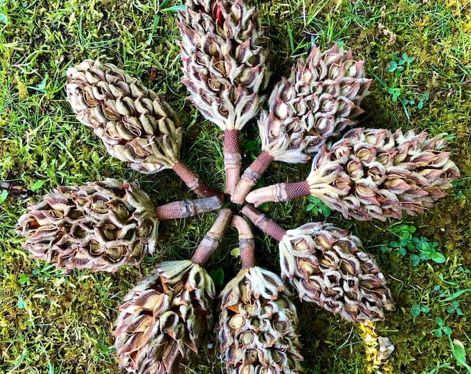 Southern Magnolia Seed Pods: Natural Home Decor, Terrarium Supplies ...