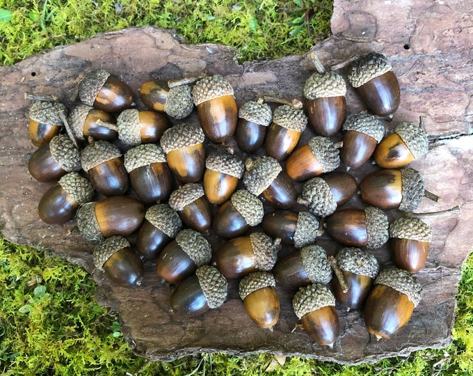 Natural Red Oak Acorns With Caps/ Sets of 25 Dried Acorns for Crafts ...