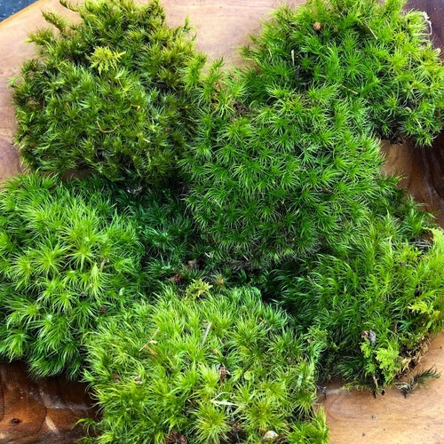 Live Frog Moss Mood Moss Pads Dicranum for Terrarium or - Etsy