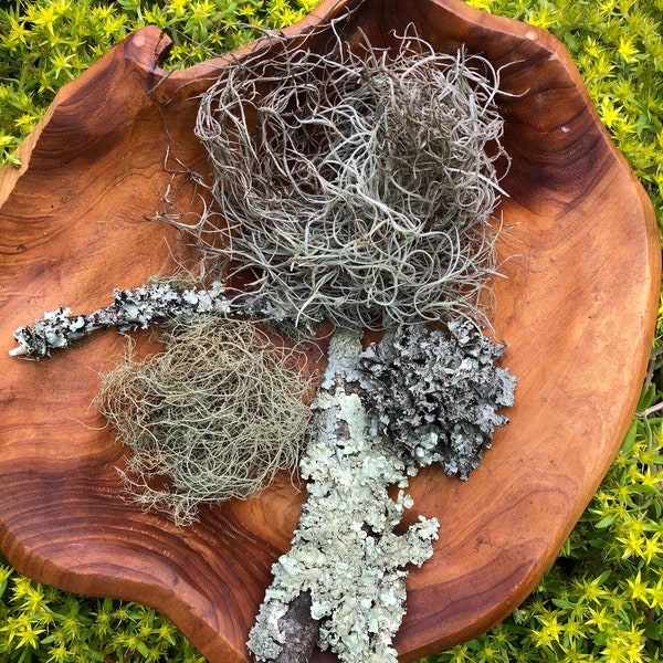 Lichen Terrarium - Etsy